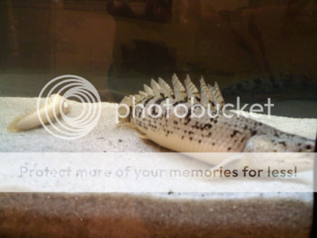 Small Platinum & Big Delhezi | MonsterFishKeepers.com