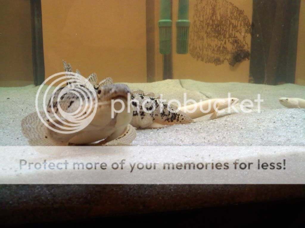 Small Platinum & Big Delhezi | MonsterFishKeepers.com