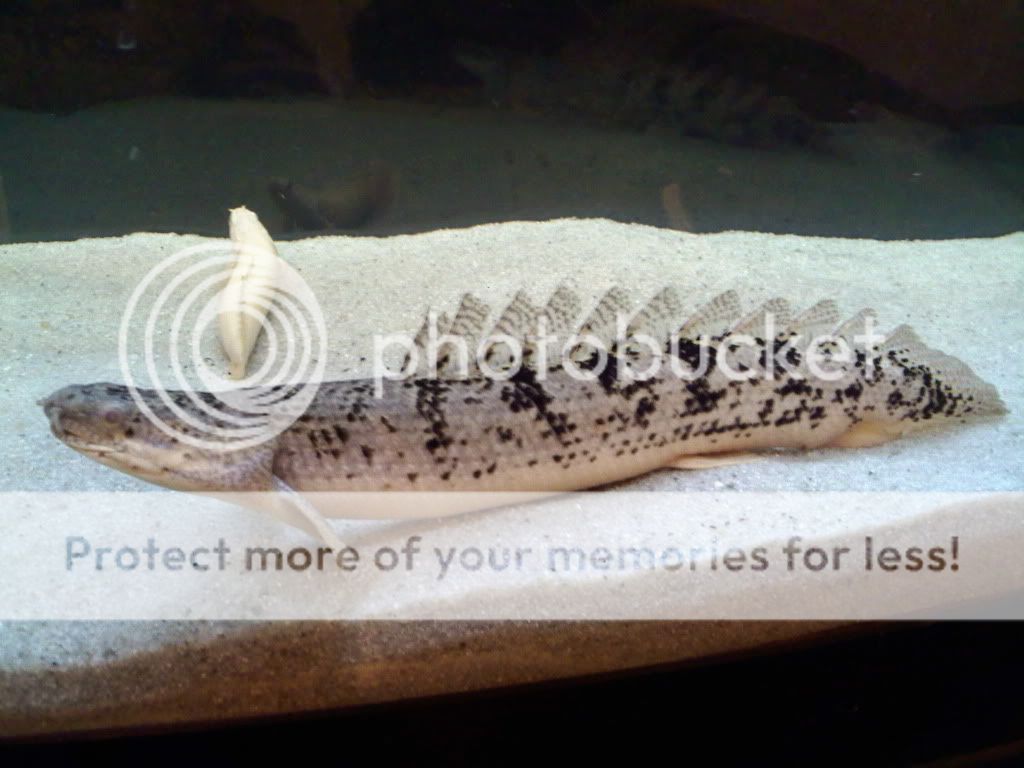 Small Platinum & Big Delhezi | MonsterFishKeepers.com