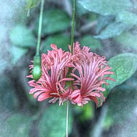 Pudenda Videos | Photobucket