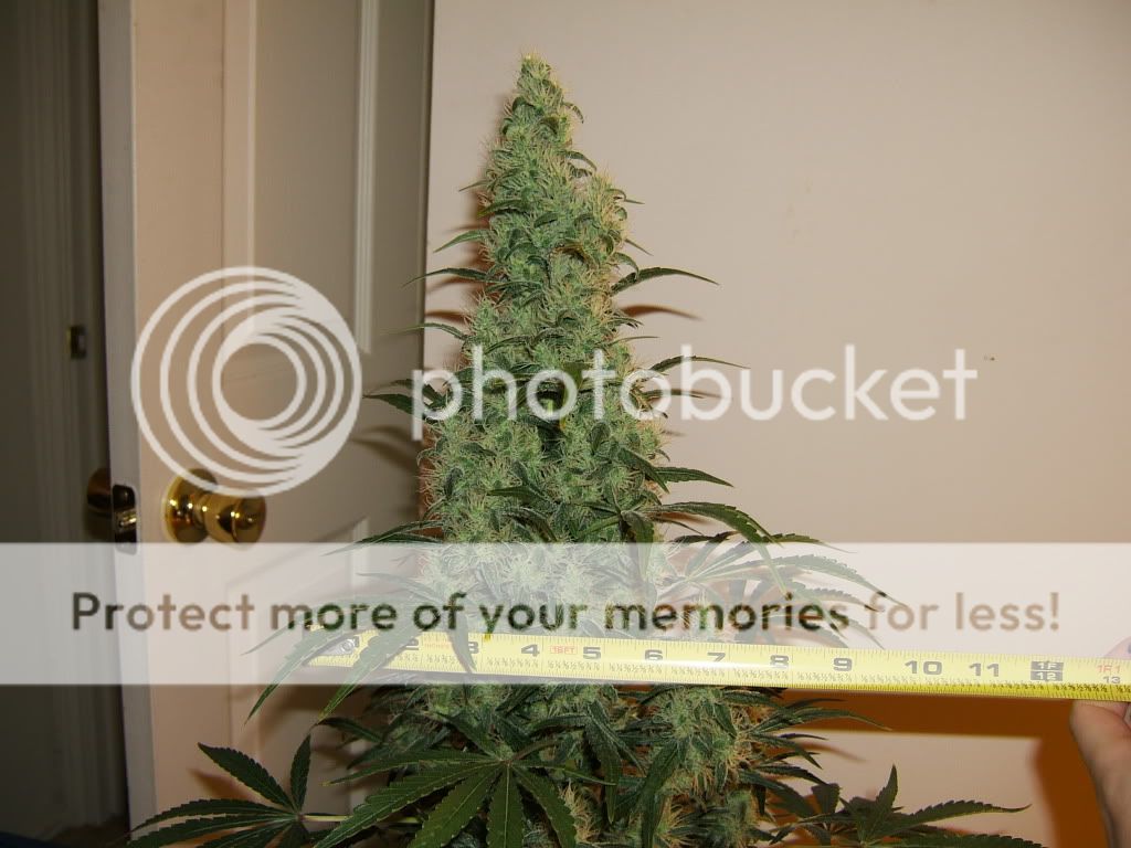 Nirvana Bubblicious | Rollitup